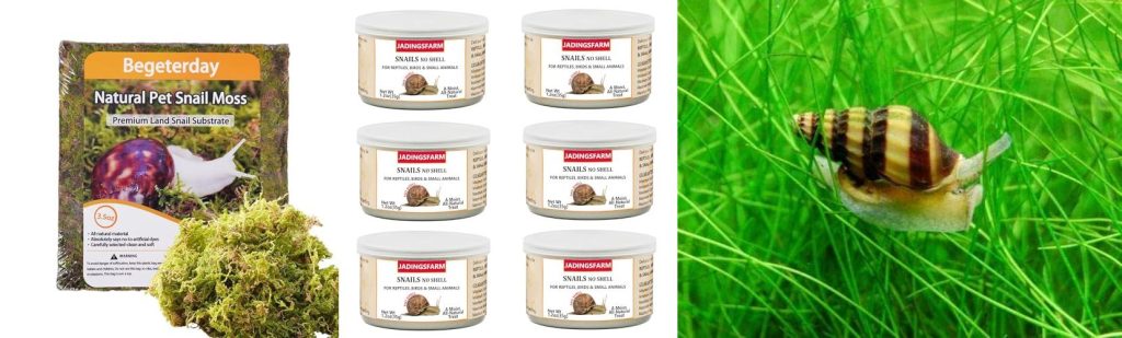 Top 5 Pet Snails: A Beginner's Guide to Snail Care & Habitats