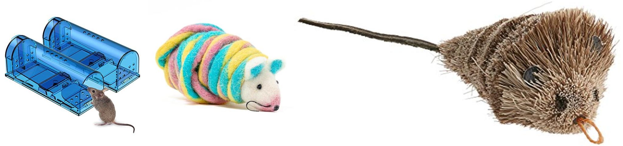 Top 5 Cats for Mouse Patrol: Your Ultimate Guide